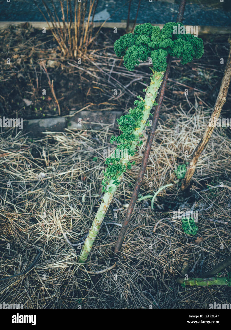 Kale fruits hi-res stock photography and images - Alamy
