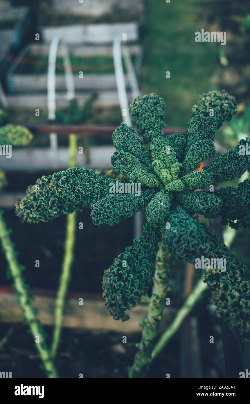 Kale fruits hi-res stock photography and images - Alamy