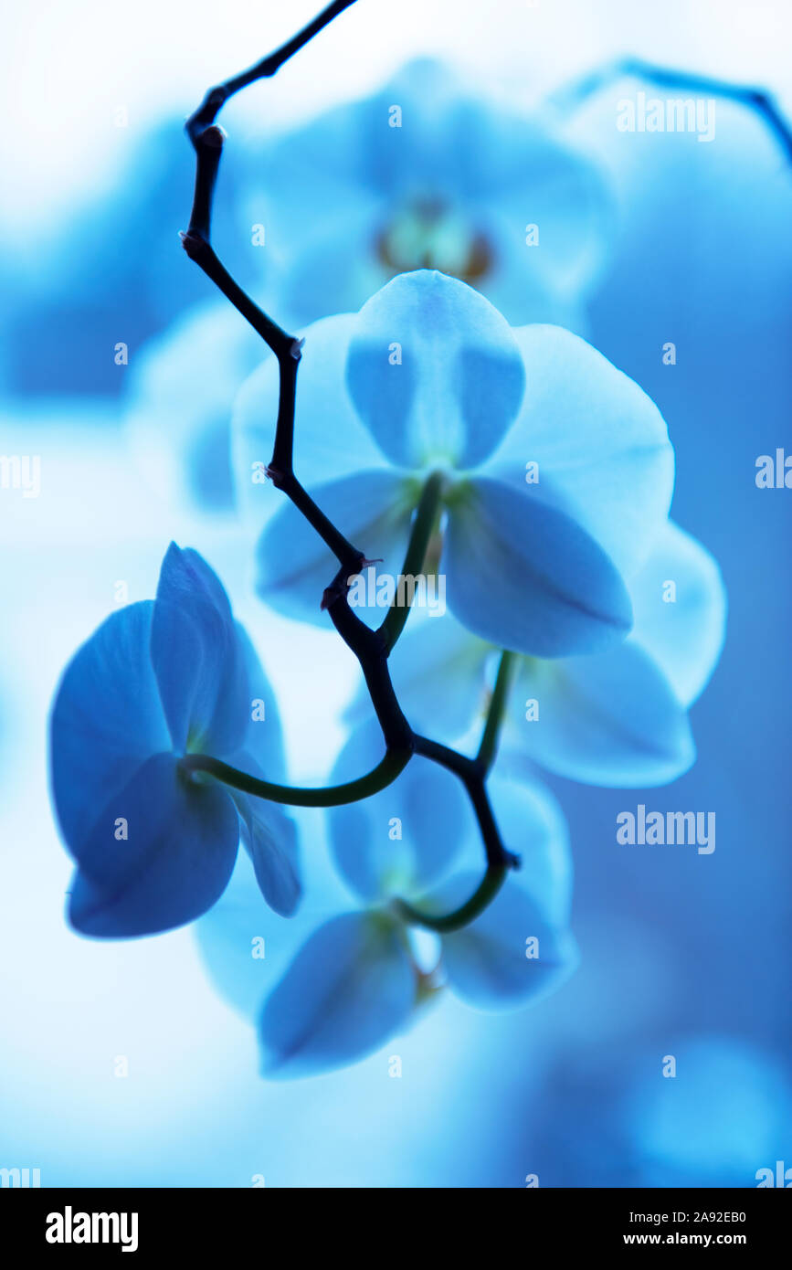 Blue Orchid Close Up High Resolution Stock Photography and Images - Alamy