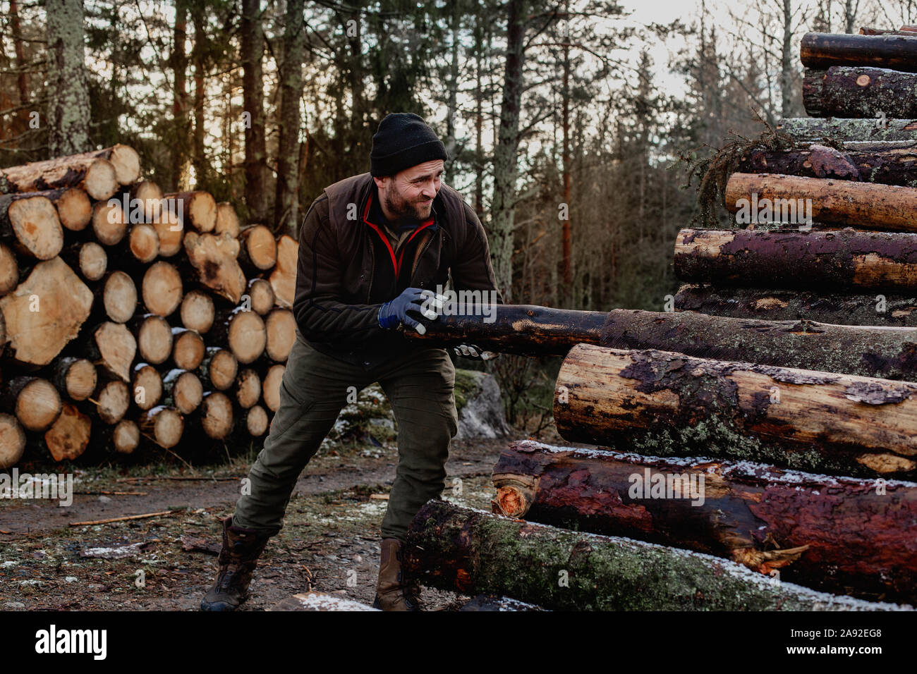 Man stacking logs Stock Photo - Alamy