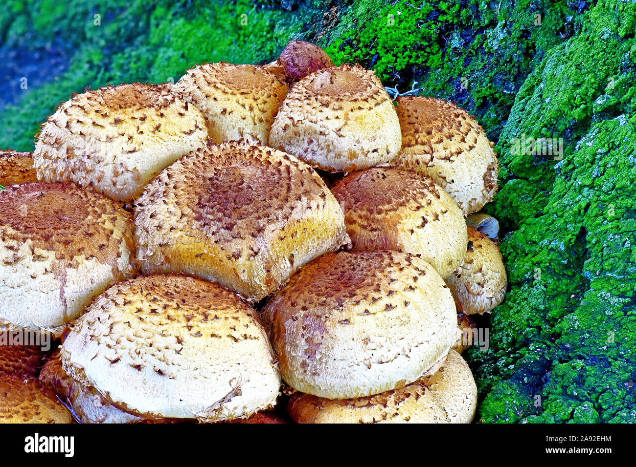 Anther mushrooms hi-res stock photography and images - Alamy