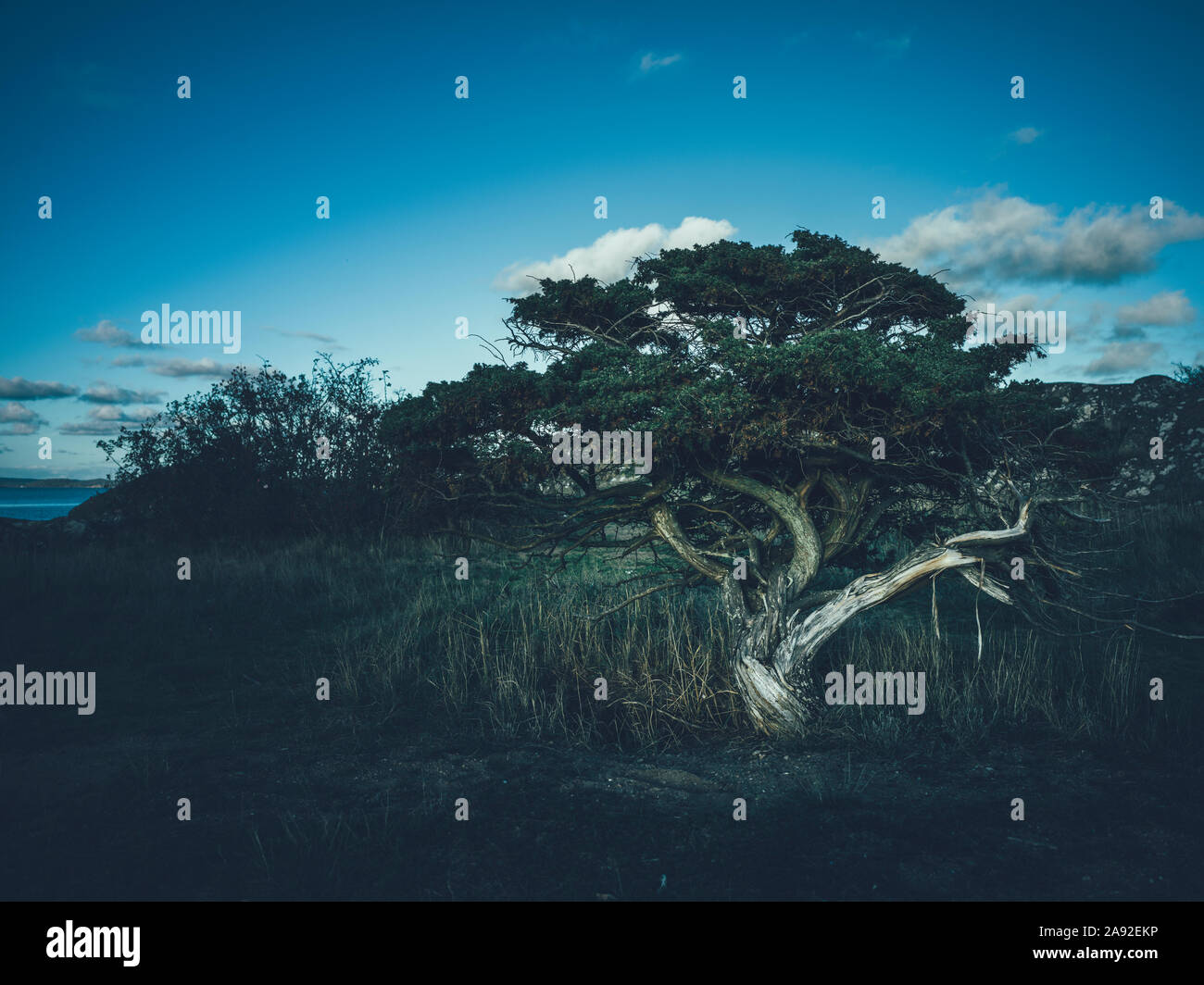 Twisted tree sweden hi-res stock photography and images - Alamy