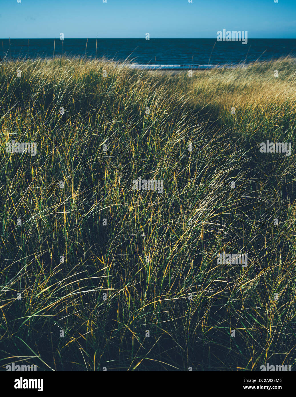 Beach grass vertical hi-res stock photography and images - Alamy