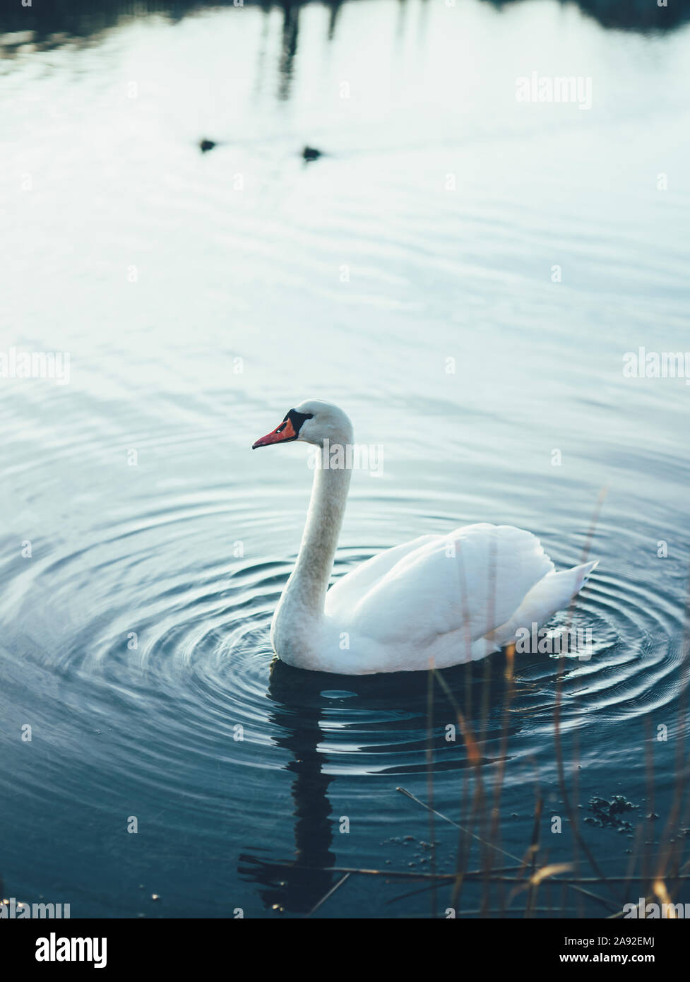 Swan on water Stock Photo - Alamy