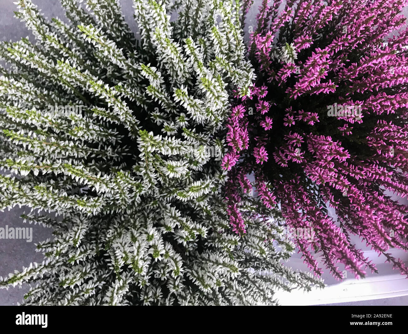 Closeup of pink and white calluna vulgaris at home Stock Photo - Alamy