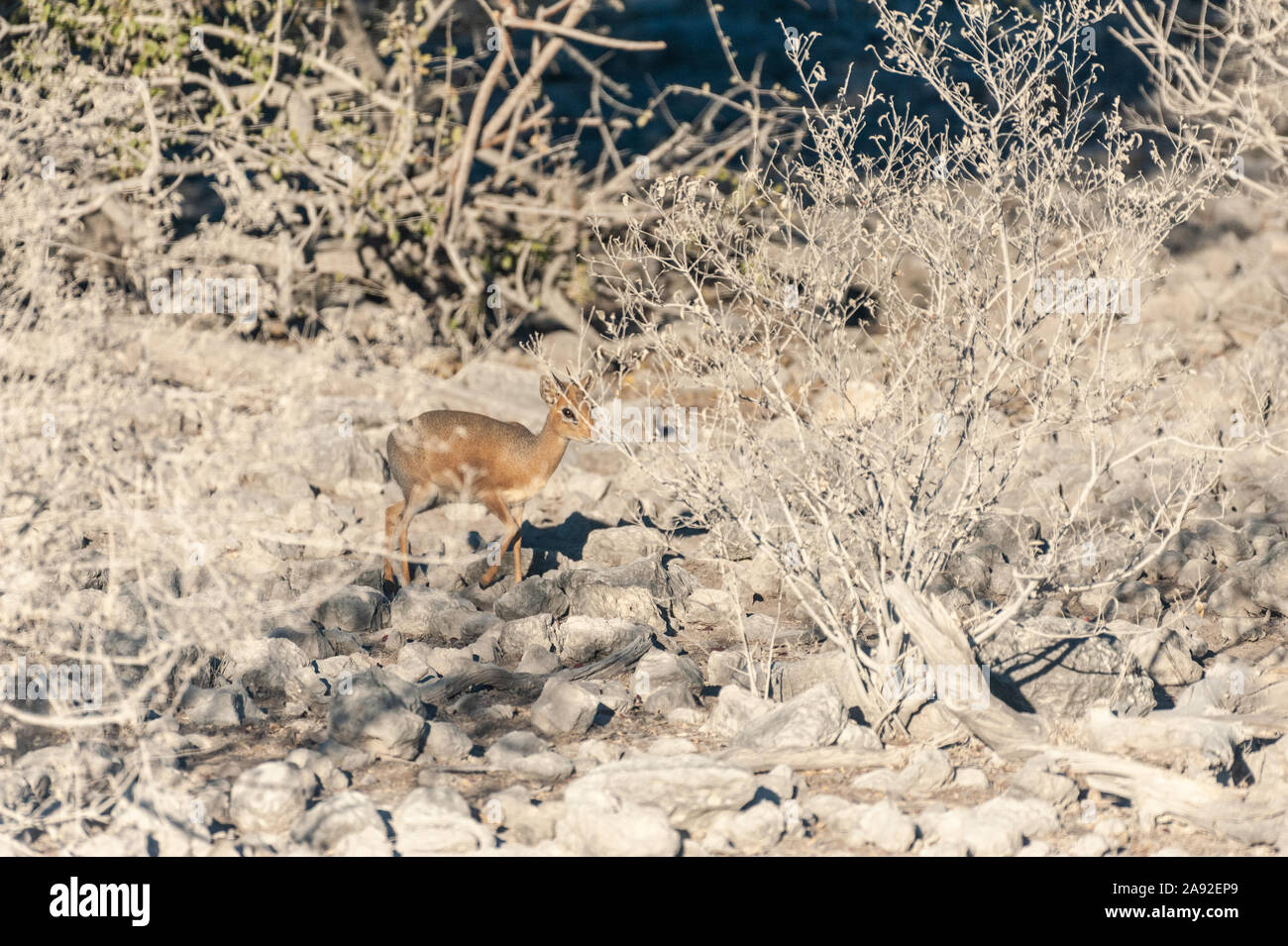 Detail of a small Dik Dik - Madoqua kirkii- hiding in the bushes of ...