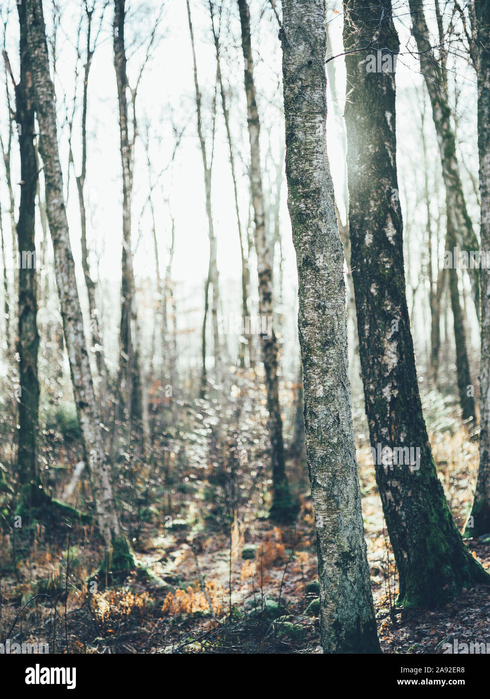 Sweden forest light effect hi-res stock photography and images - Alamy