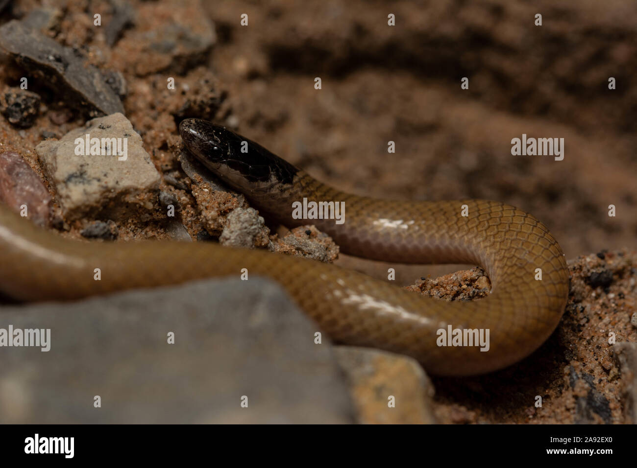 Plains Black-headed Snake (Tantilla nigriceps) from El Paso County ...