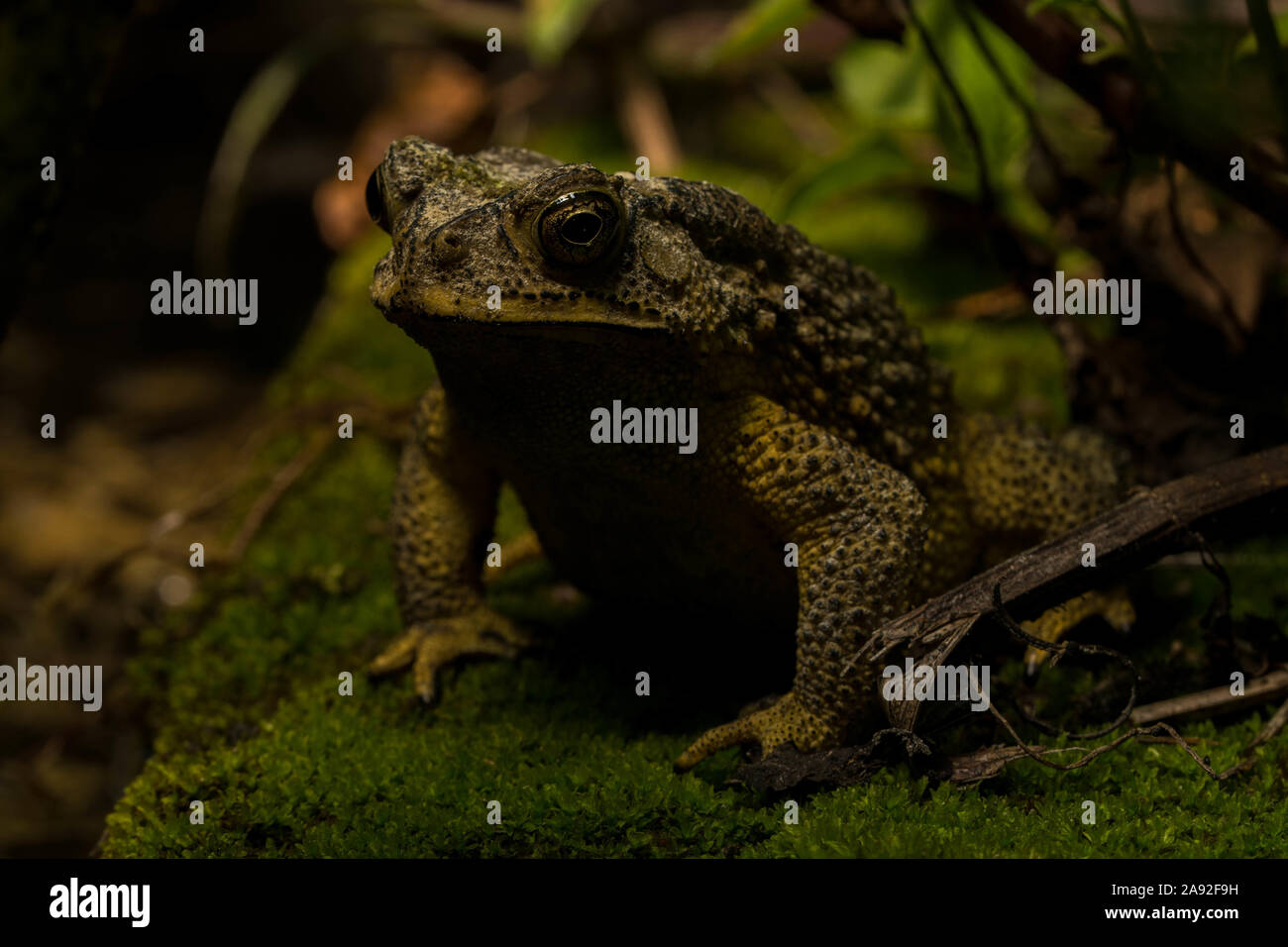 Common Asian Toad (Duttaphrynus melanostictus) from Cúc Phương National ...