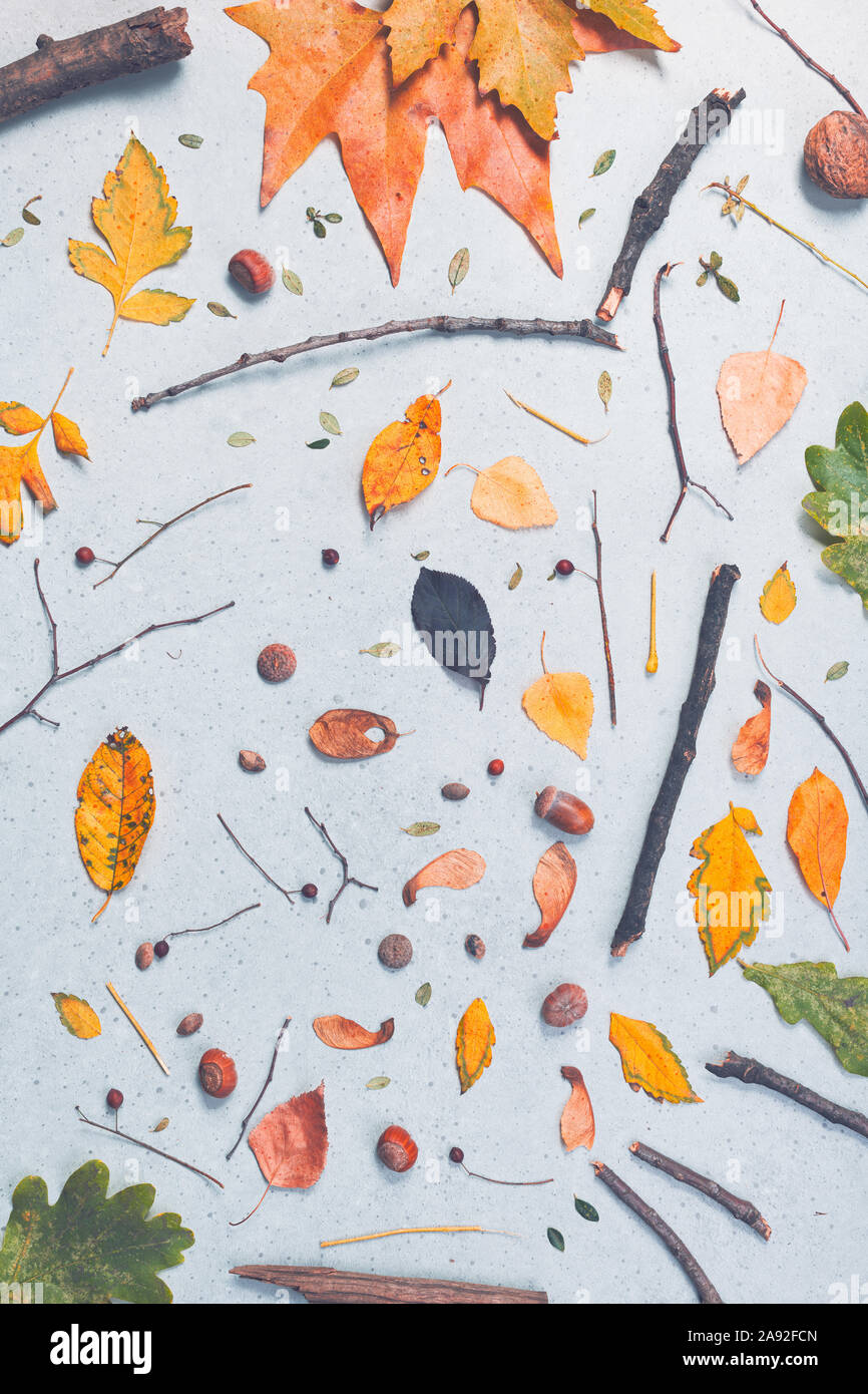 Autumn season flat lay decoration, top view of leaves and branches ...