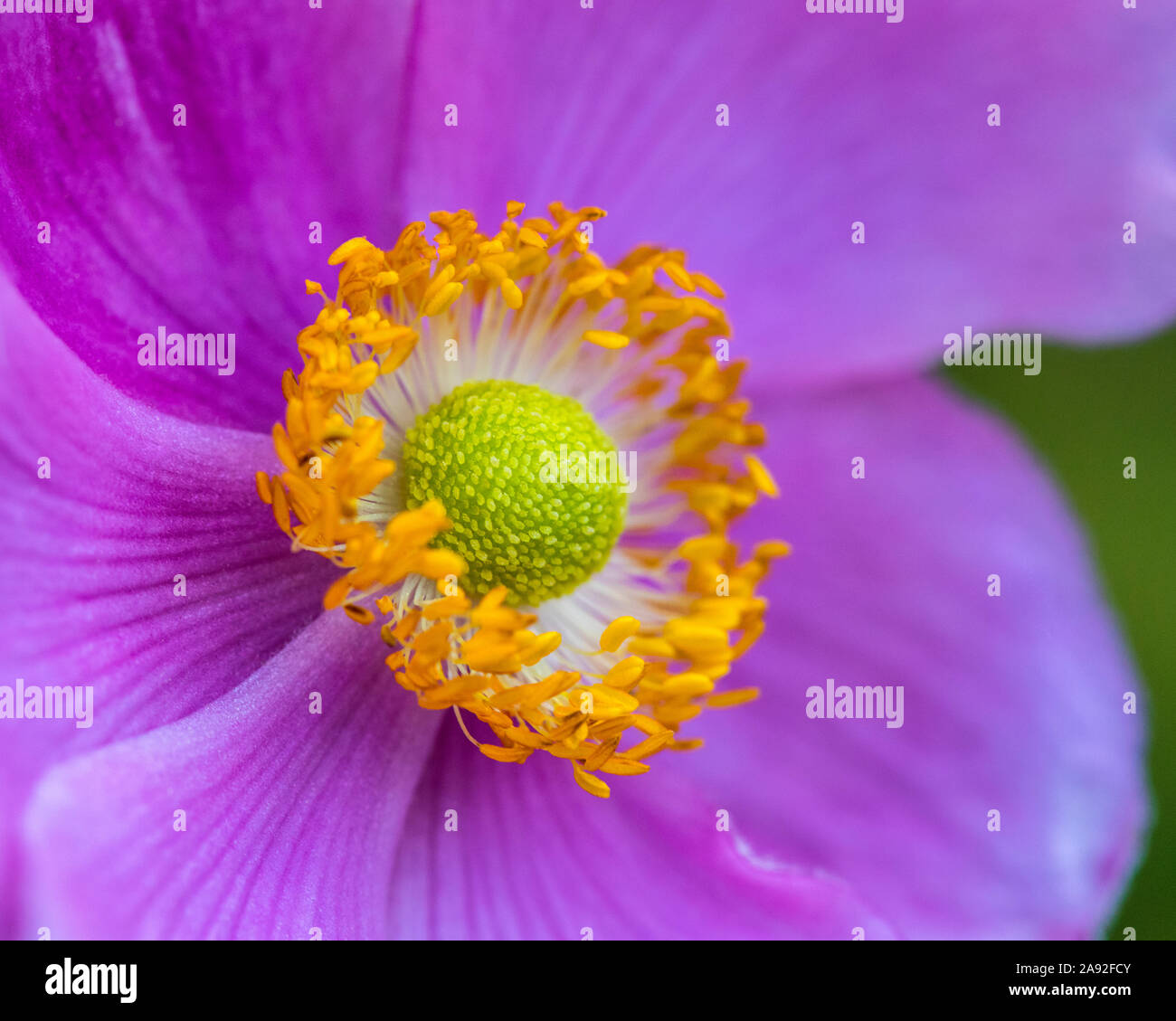 A close-up of a beautiful Japanese Anemone flower Stock Photo - Alamy
