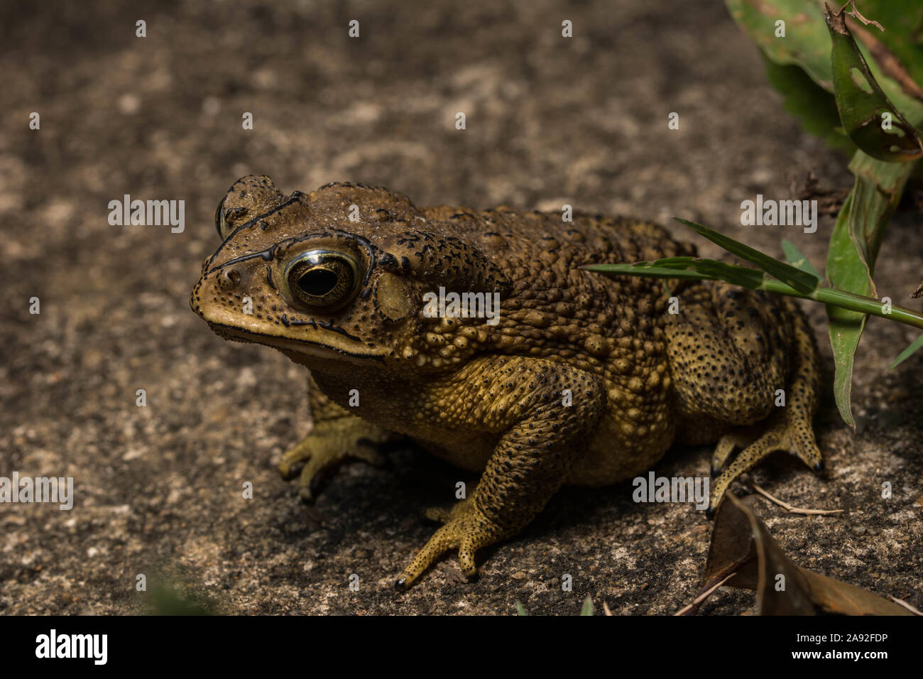 Duttaphrynus hi-res stock photography and images - Alamy