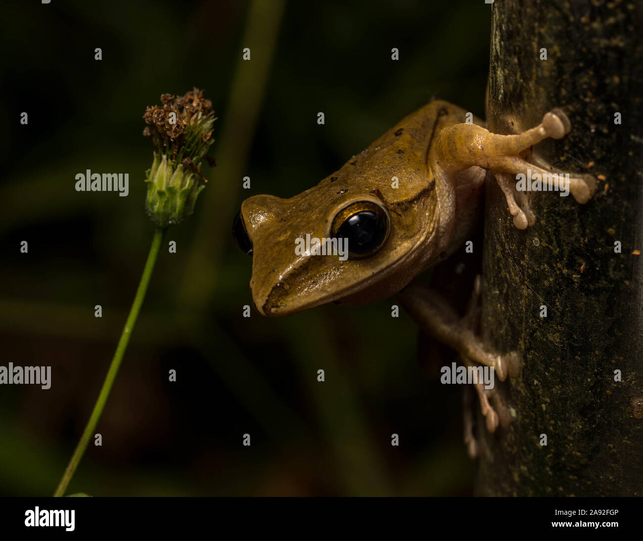 Polypedates maculatus quadrilineatus hi-res stock photography and ...