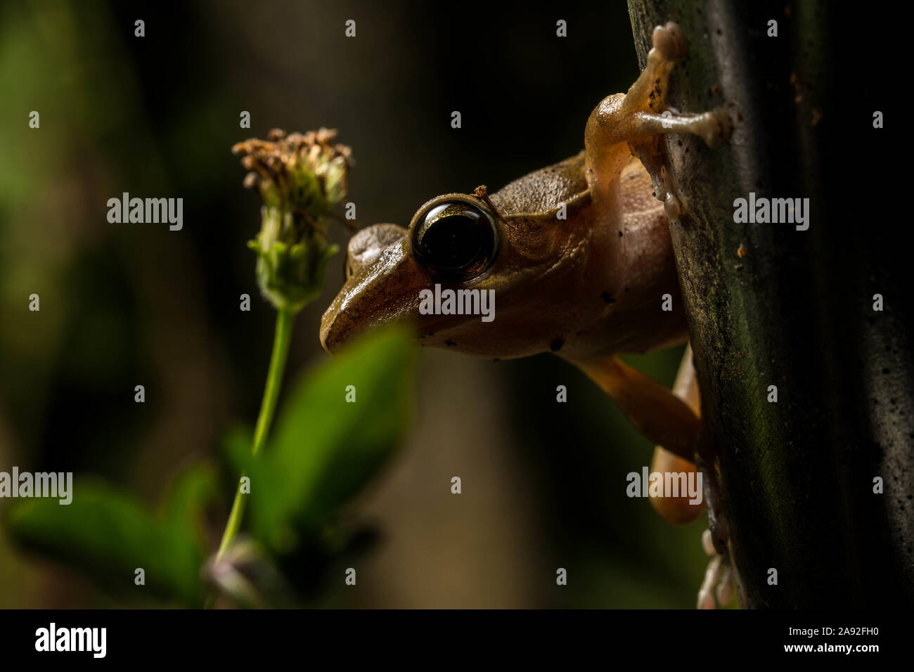 Polypedates Maculatus Quadrilineatus High Resolution Stock Photography ...