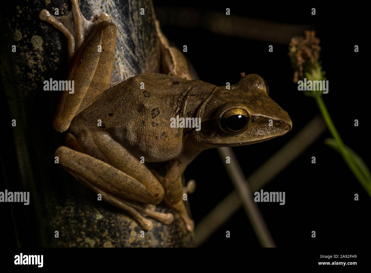 Brown Treefrog (Polypedates leucomystax) from Cúc Phương National Park ...