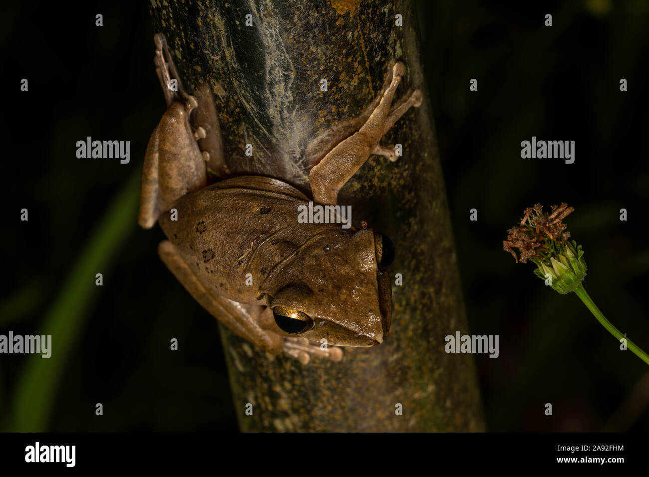 Polypedates maculatus quadrilineatus hi-res stock photography and ...