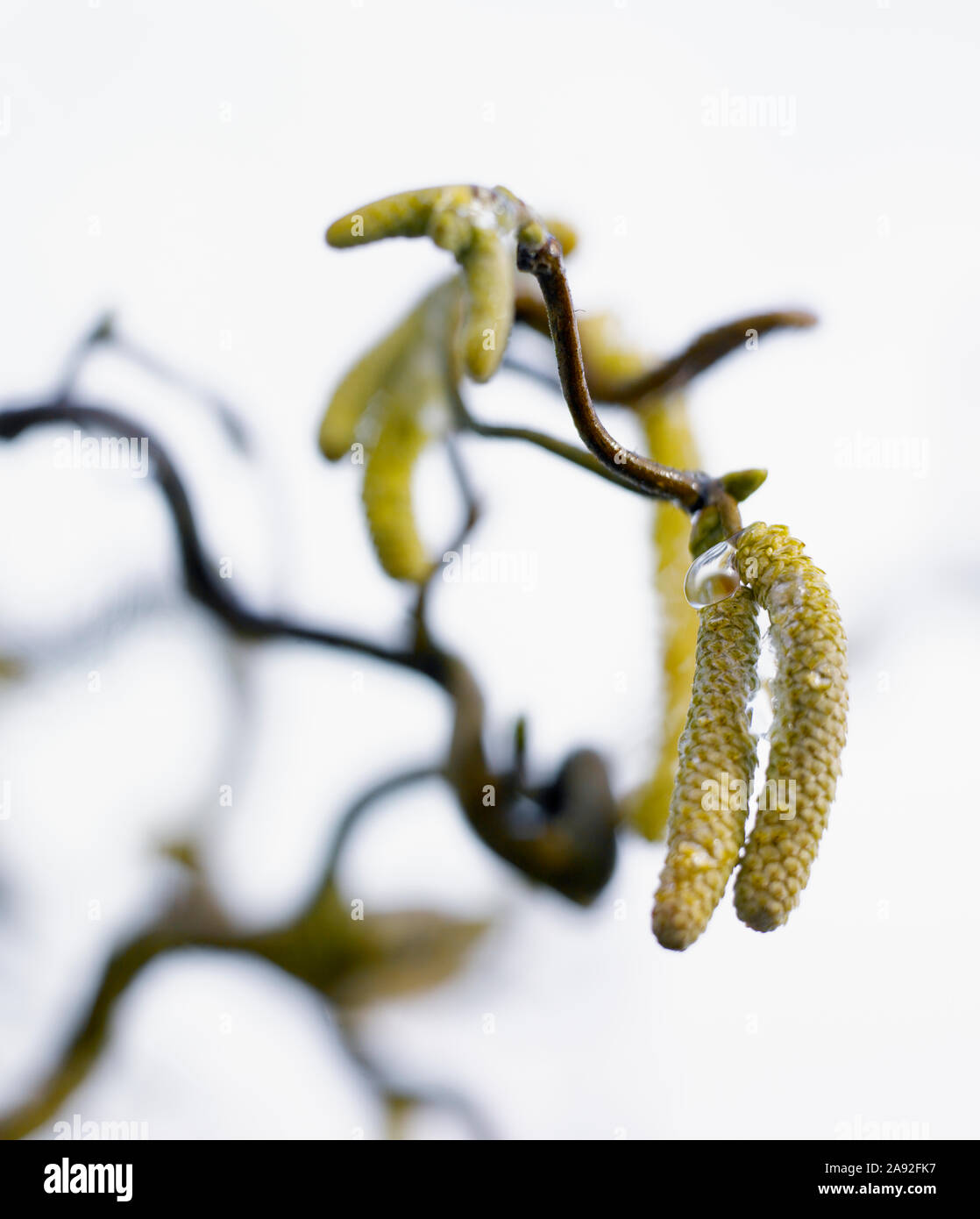 Botany image hi-res stock photography and images - Alamy