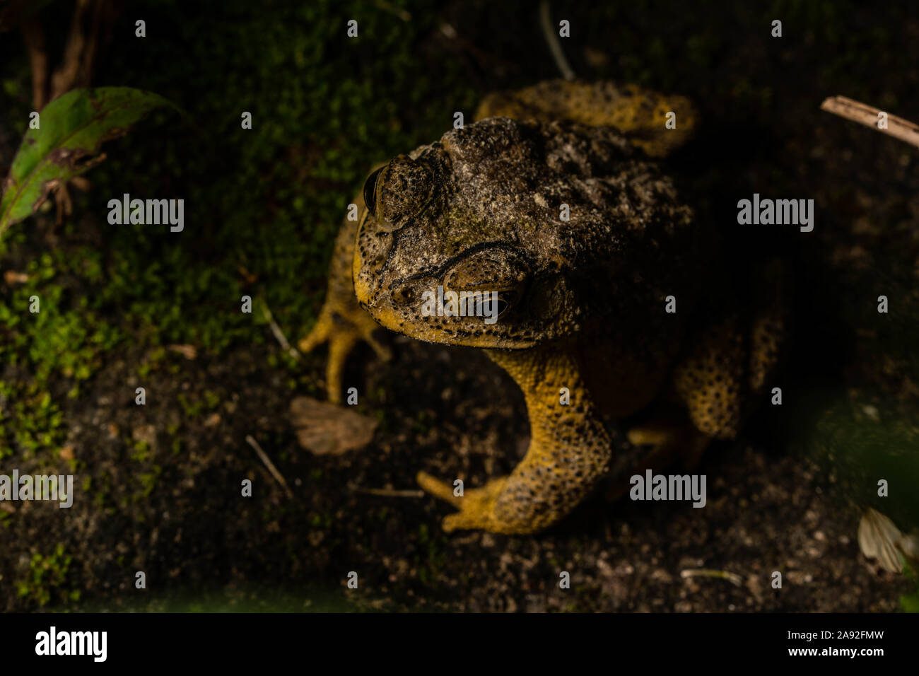 Indian common toad hi-res stock photography and images - Alamy