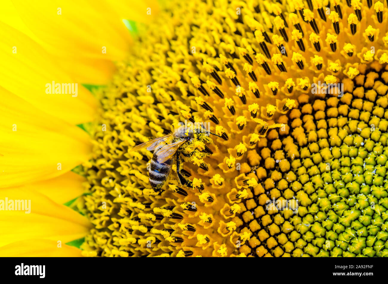 Oil collecting bees hi-res stock photography and images - Alamy