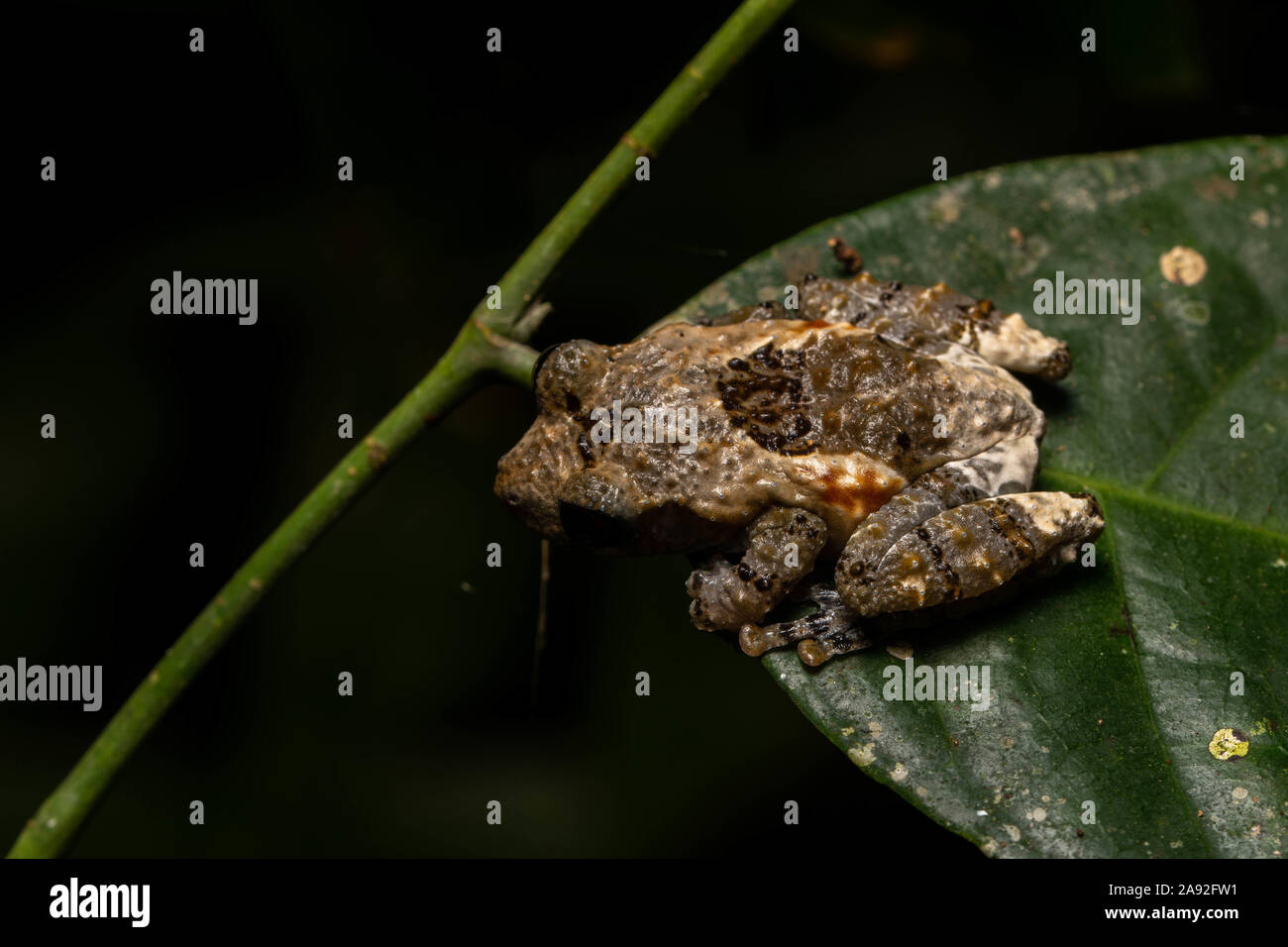 Whistling tree frog hi-res stock photography and images - Alamy