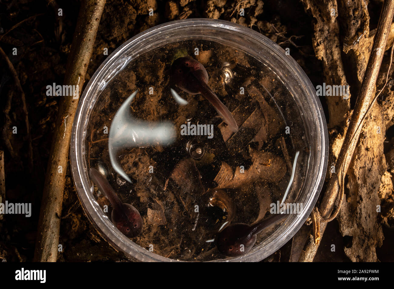 Whistling tree frog hi-res stock photography and images - Alamy