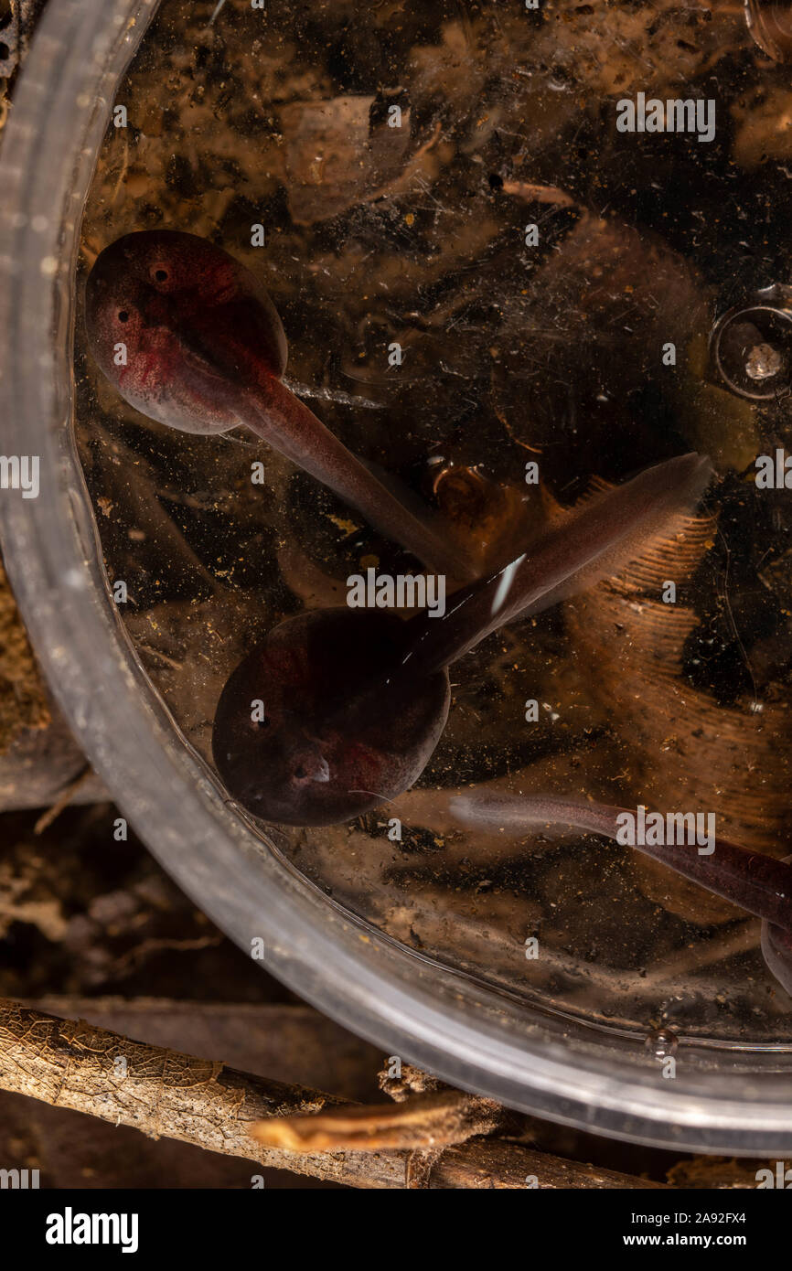 Whistling tree frog hi-res stock photography and images - Alamy