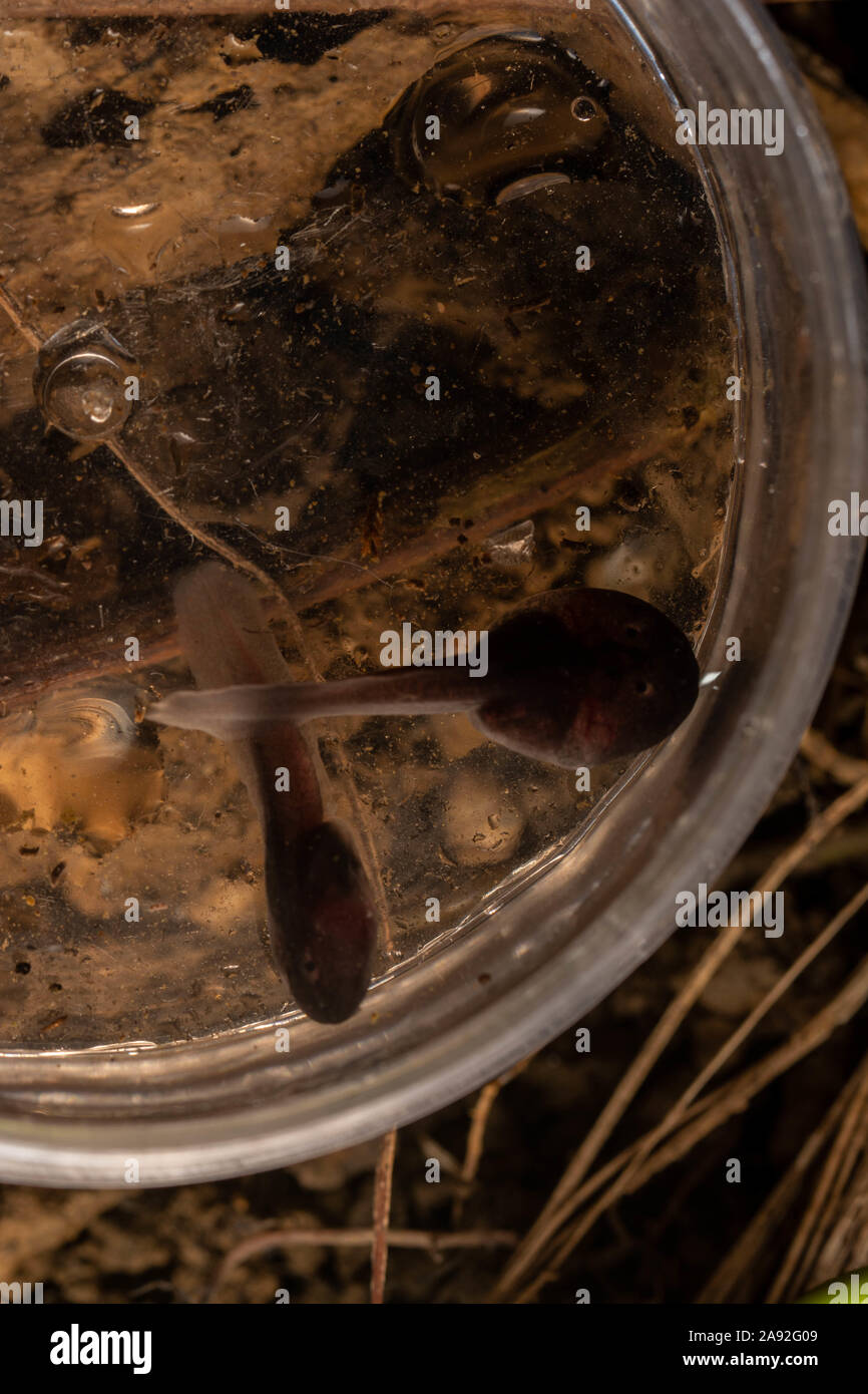 Gray eyed tree frog hi-res stock photography and images - Alamy