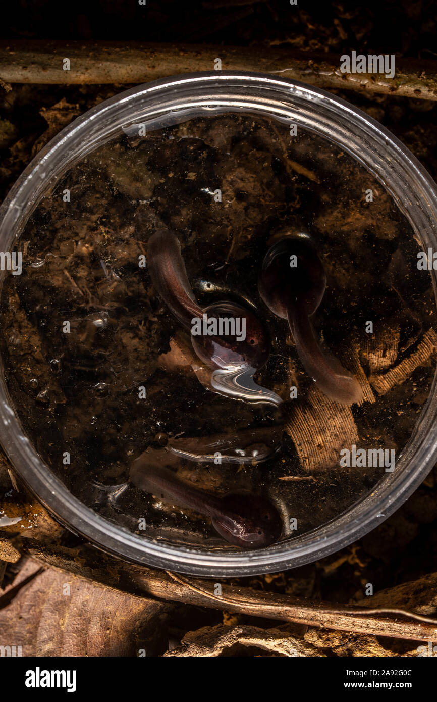 Whistling tree frog hi-res stock photography and images - Alamy