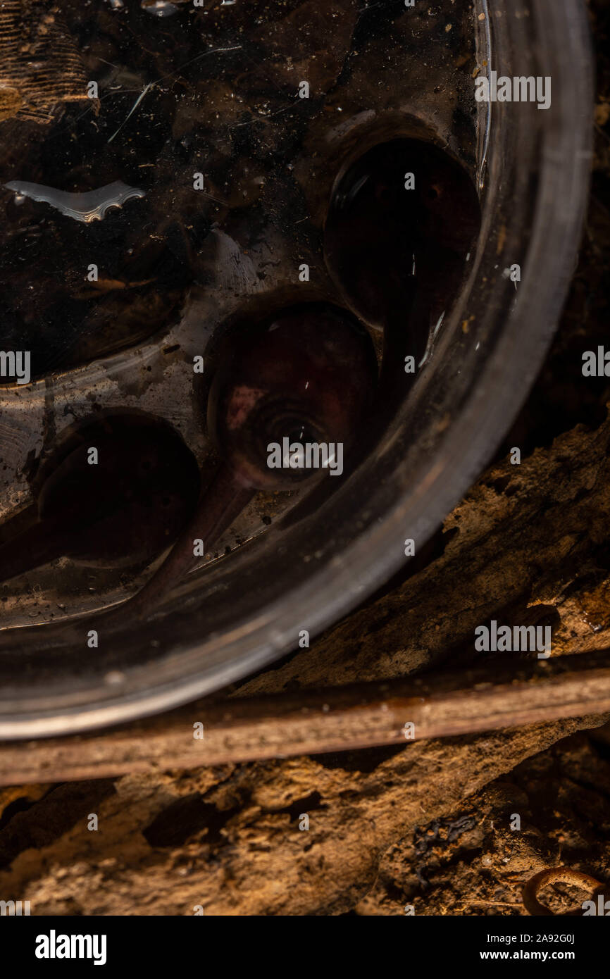 Whistling tree frog hi-res stock photography and images - Alamy