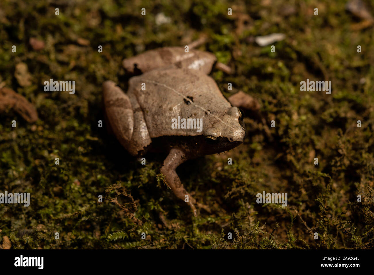 Spotted burrowing frog hi-res stock photography and images - Alamy