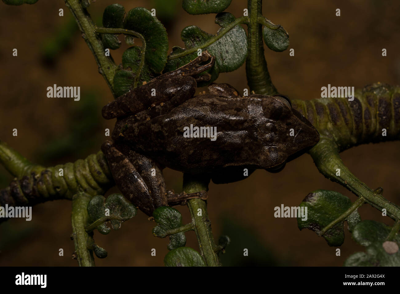 Polypedates maculatus quadrilineatus hi-res stock photography and ...