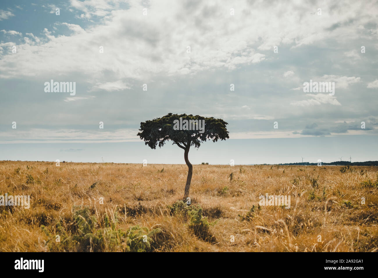 Single tree on meadow Stock Photo - Alamy