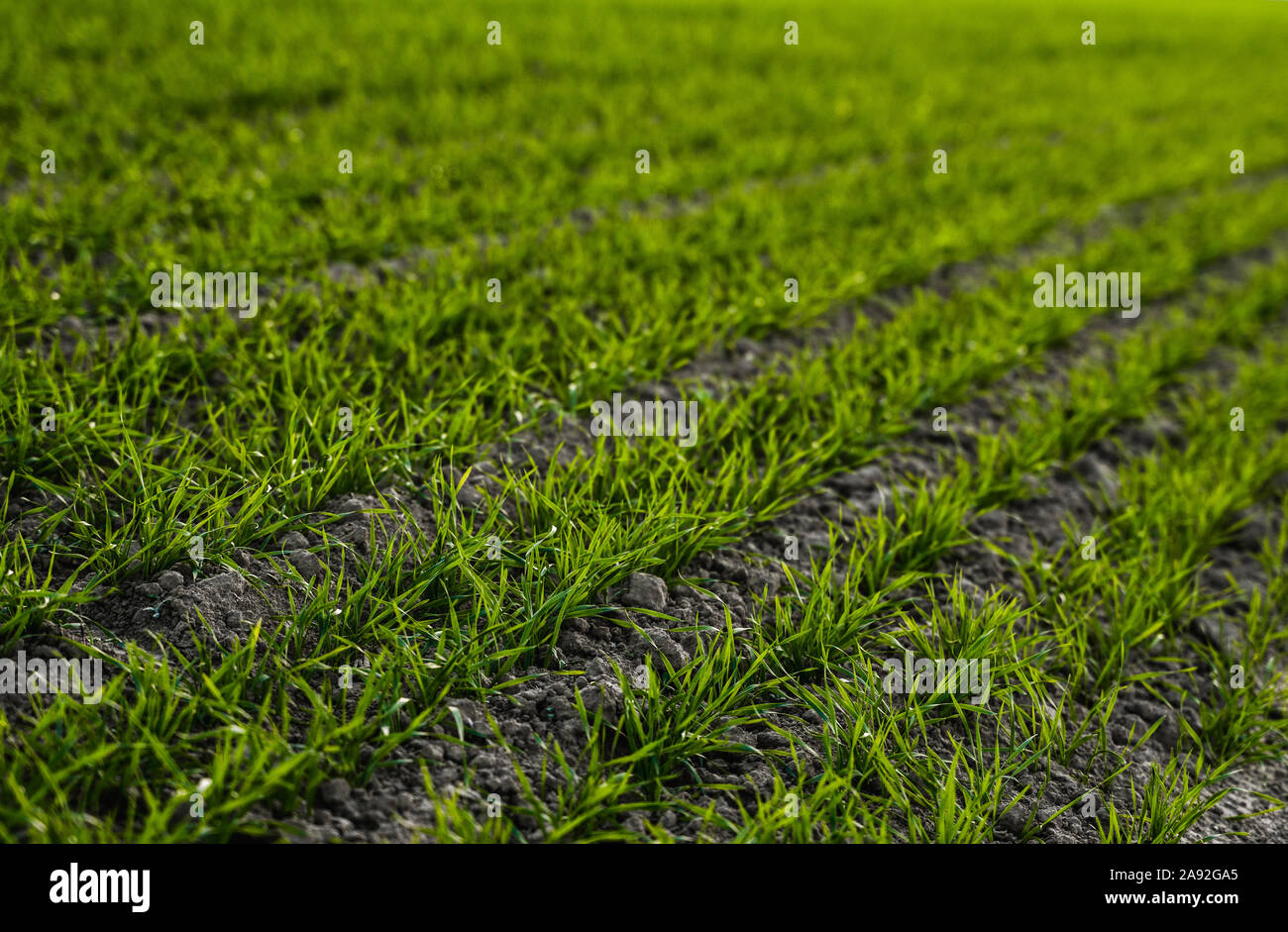 Field of young wheat seedlings growing in autumn. Young green wheat ...