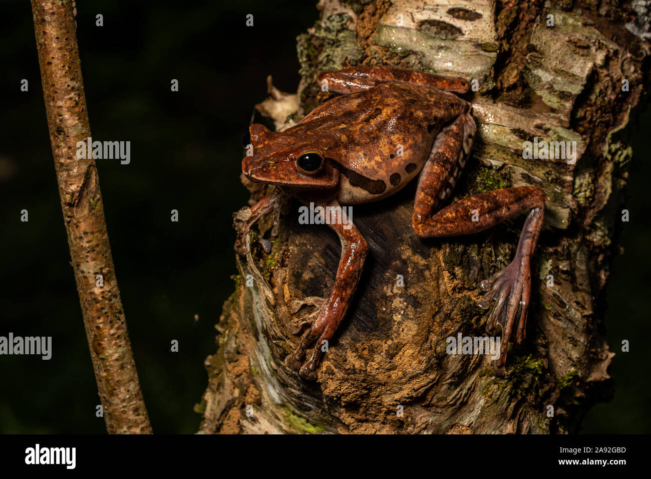 Burmese Whipping Frog (Polypedates mutus) from Cúc Phương National Park ...