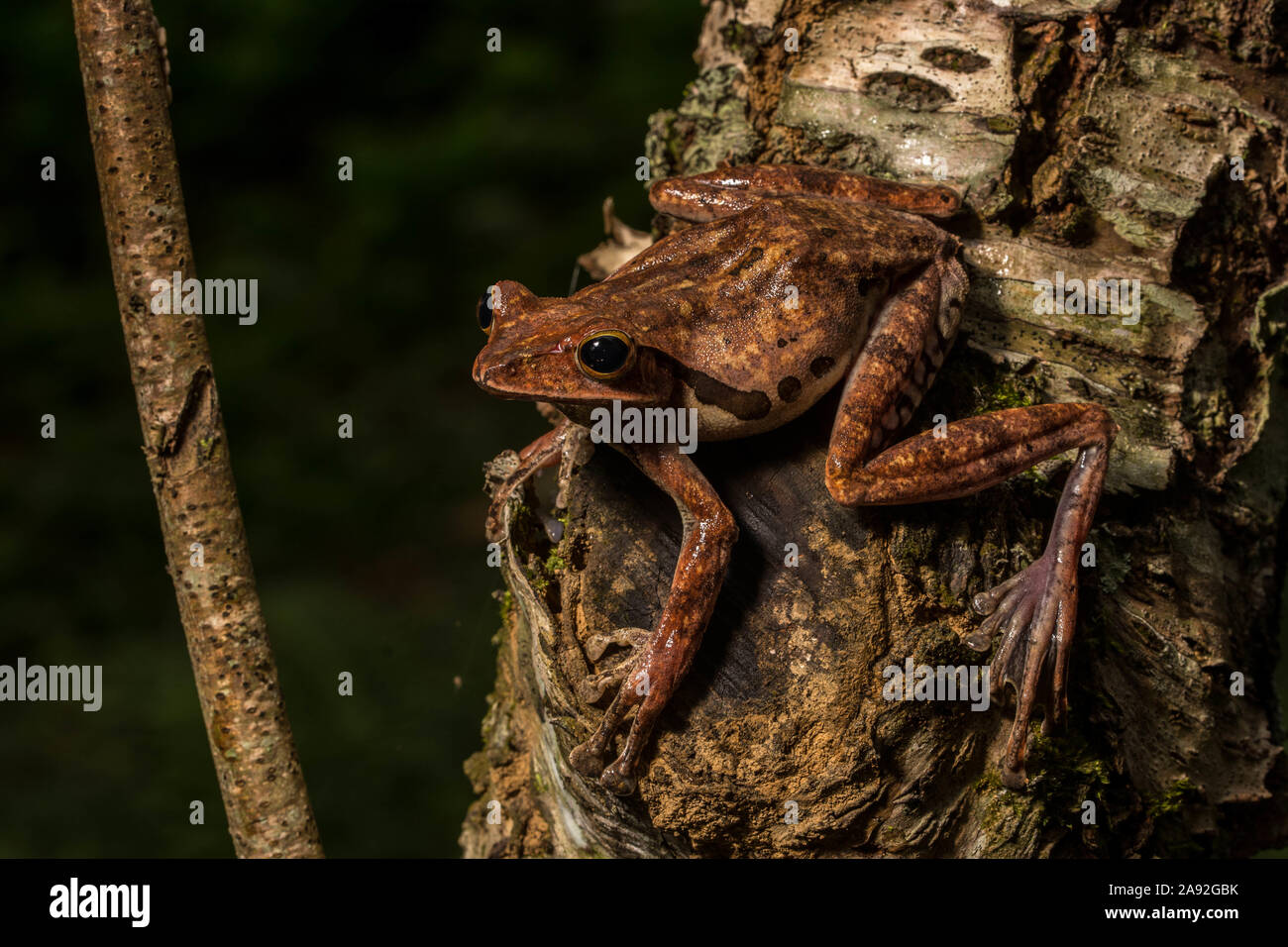 Burmese Whipping Frog (Polypedates mutus) from Cúc Phương National Park ...