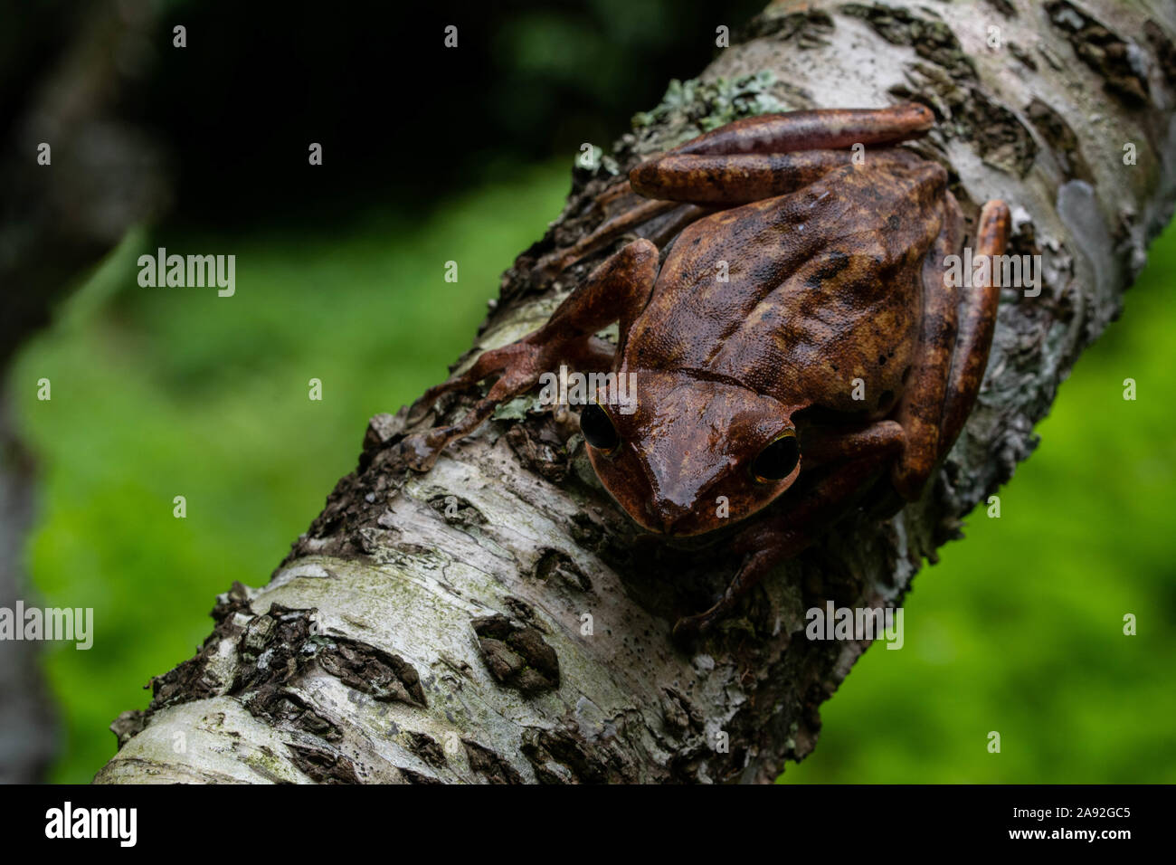 Burmese Whipping Frog (Polypedates mutus) from Cúc Phương National Park ...