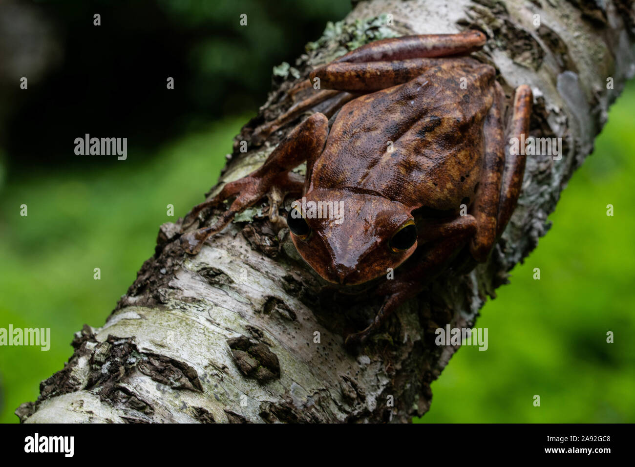 Burmese Whipping Frog (Polypedates mutus) from Cúc Phương National Park ...