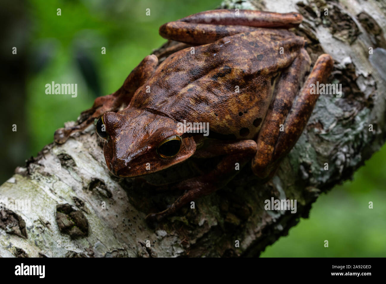 Burmese whipping frog hi-res stock photography and images - Alamy