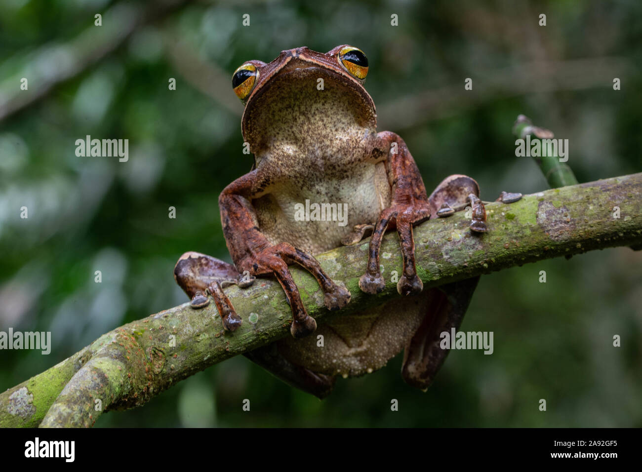 Burmese Whipping Frog (Polypedates mutus) from Cúc Phương National Park ...