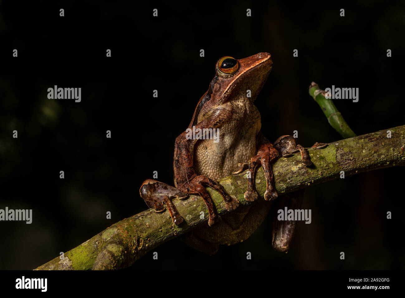 Burmese Whipping Frog (Polypedates mutus) from Cúc Phương National Park ...