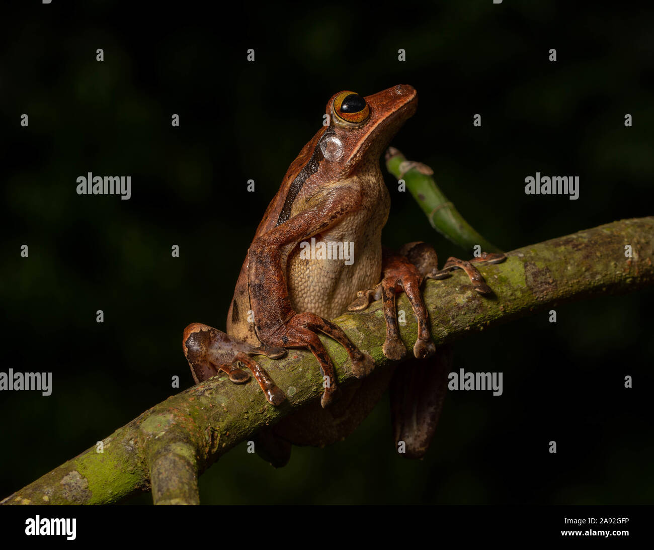 Burmese whipping frog hi-res stock photography and images - Alamy