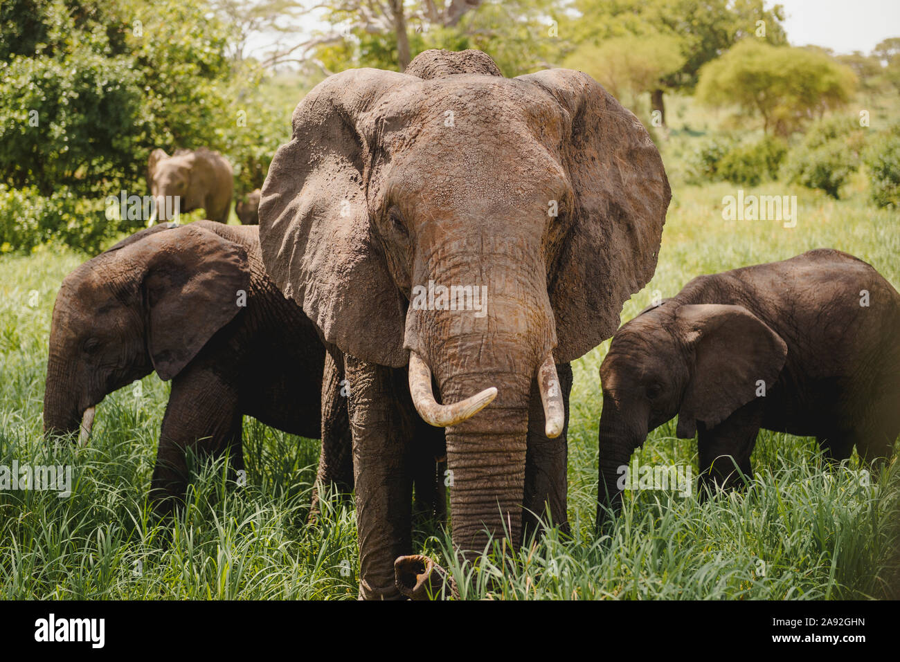 Three elephants standing in hi-res stock photography and images - Alamy