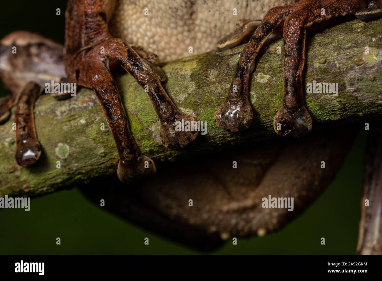 Burmese Whipping Frog (Polypedates mutus) from Cúc Phương National Park ...