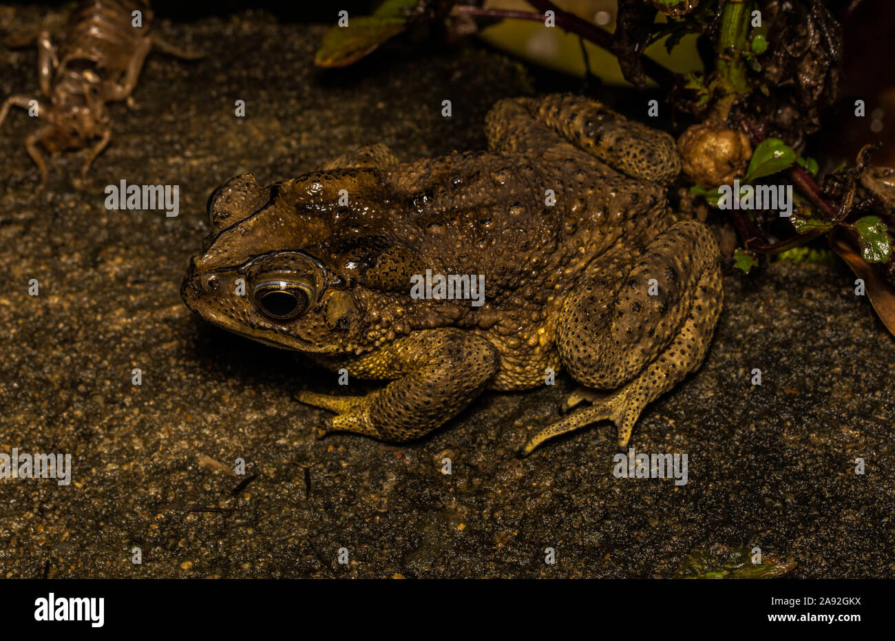 Duttaphrynus hi-res stock photography and images - Alamy