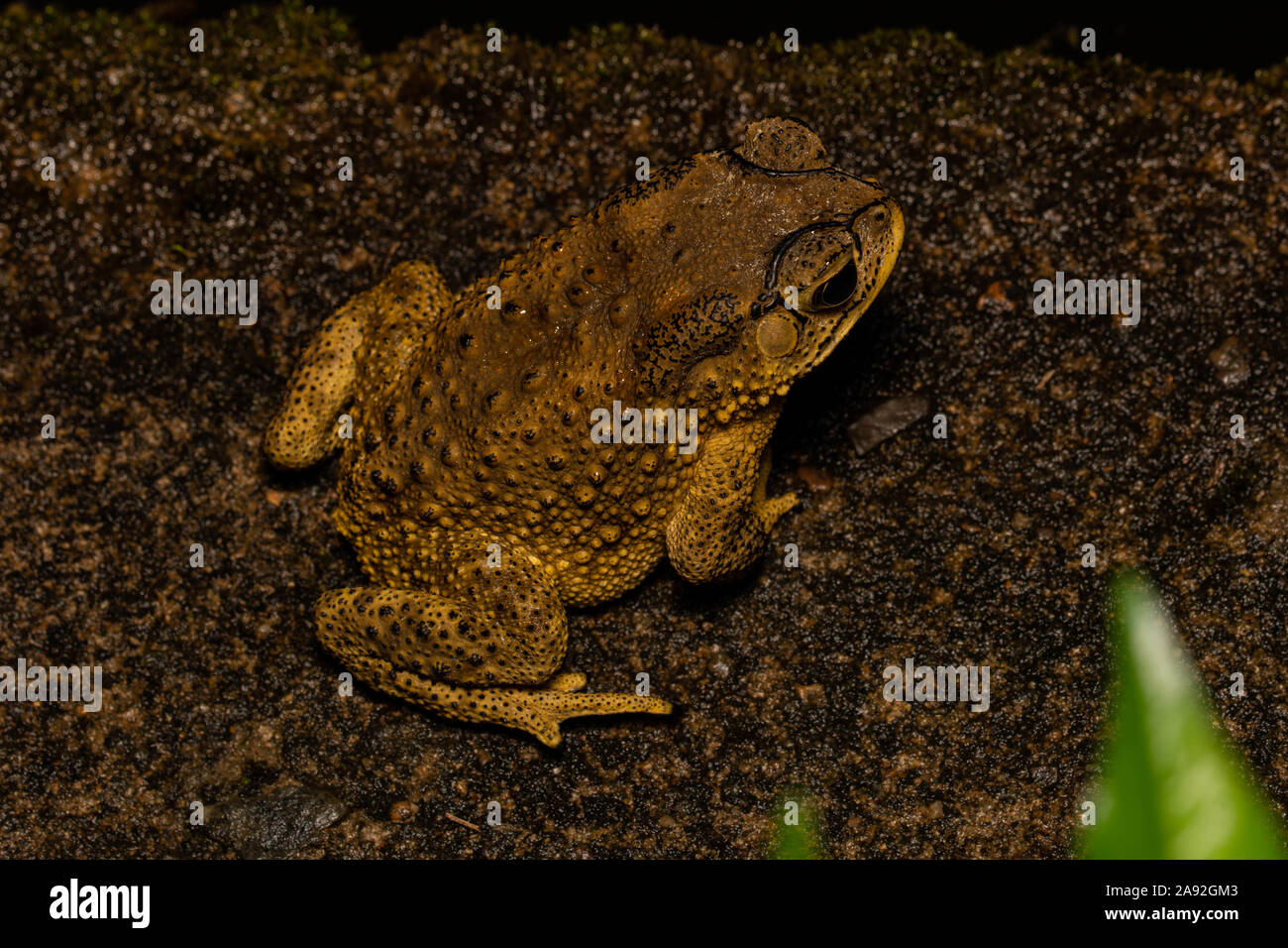 Duttaphrynus hi-res stock photography and images - Alamy