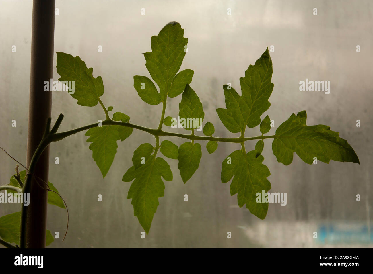 Leaf composed of extended red tomato to study its structure and rib ...