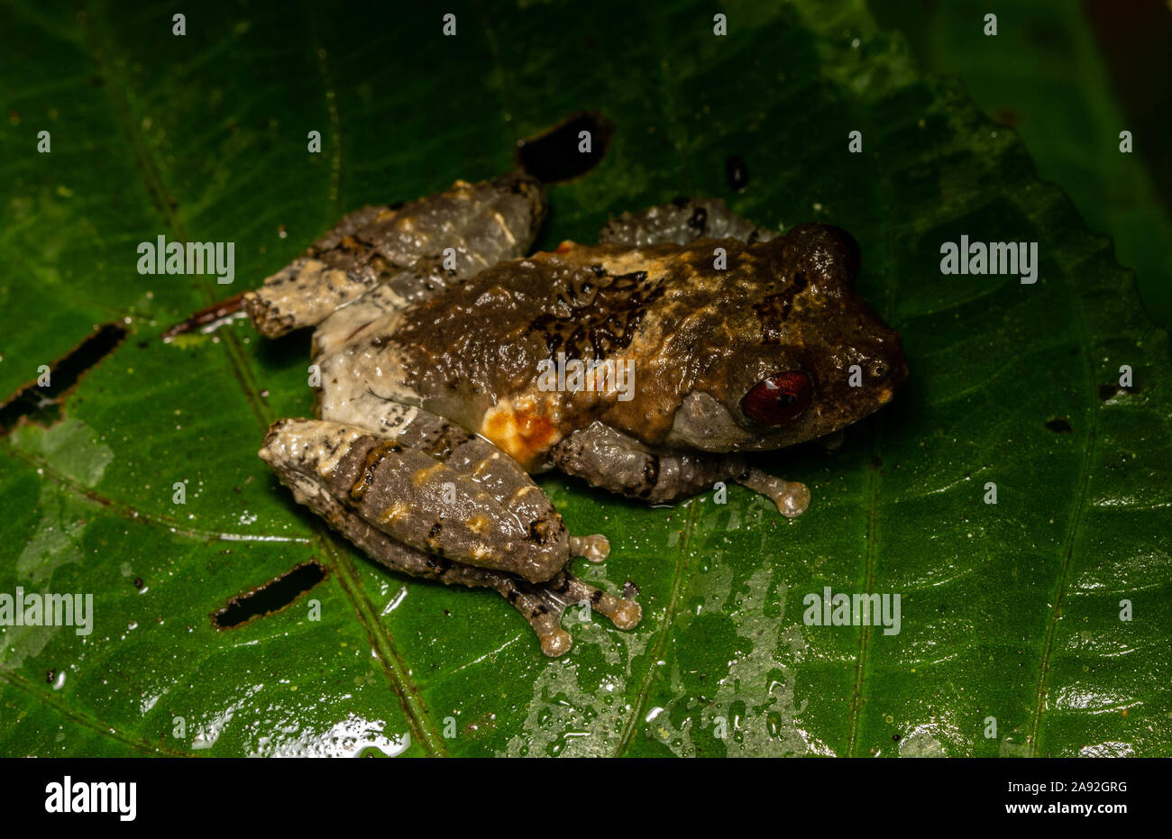 Pied warty frog hi-res stock photography and images - Alamy
