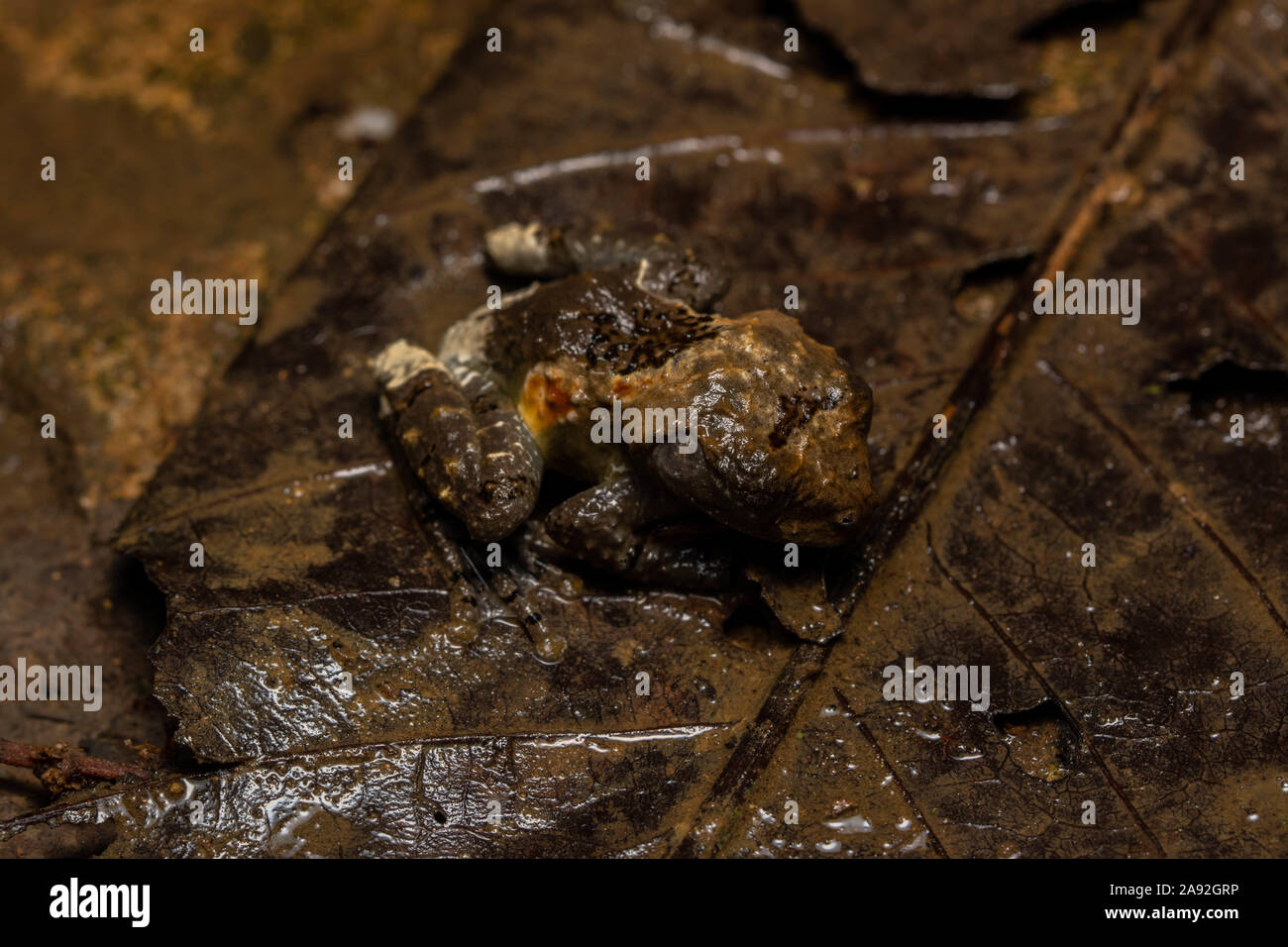 Whistling tree frog hi-res stock photography and images - Alamy