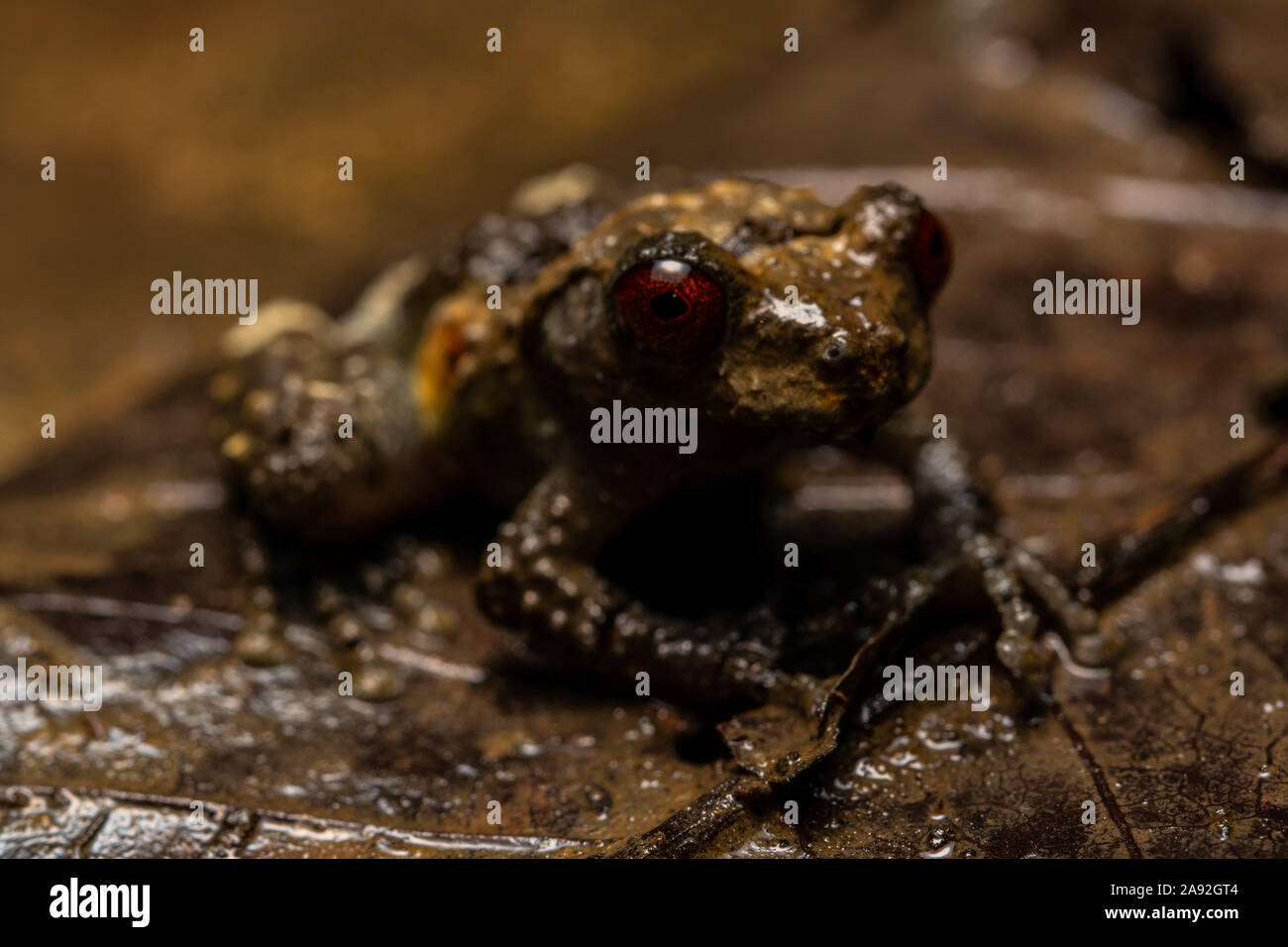 Whistling tree frog hi-res stock photography and images - Alamy