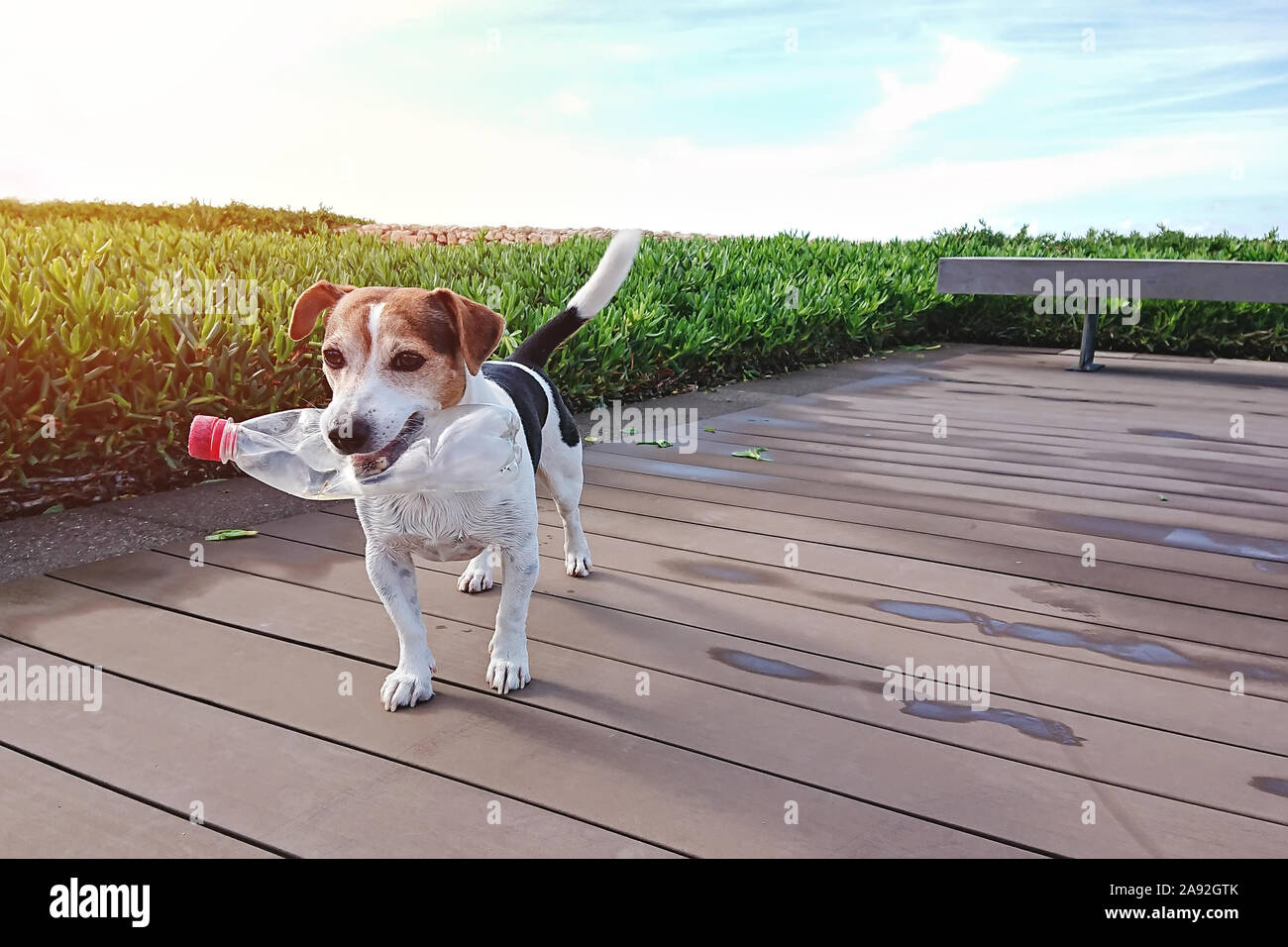 Cute dog holds plastic bottle in mouth, which he caught in sea water ...